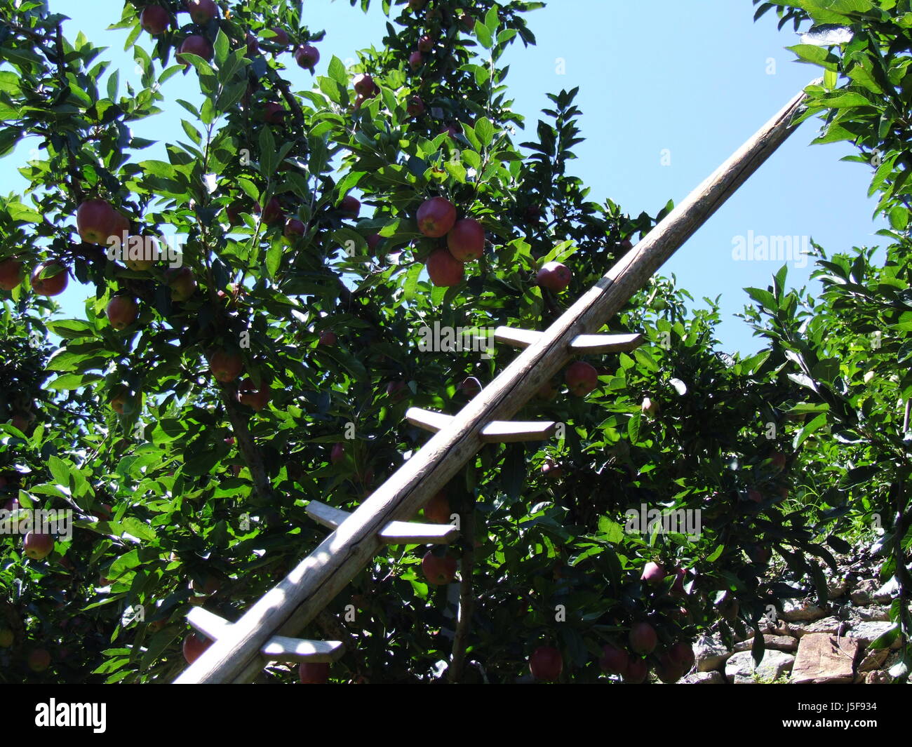 wood beam apple tree one fruit-tree uncertain staircase scions ladder ...