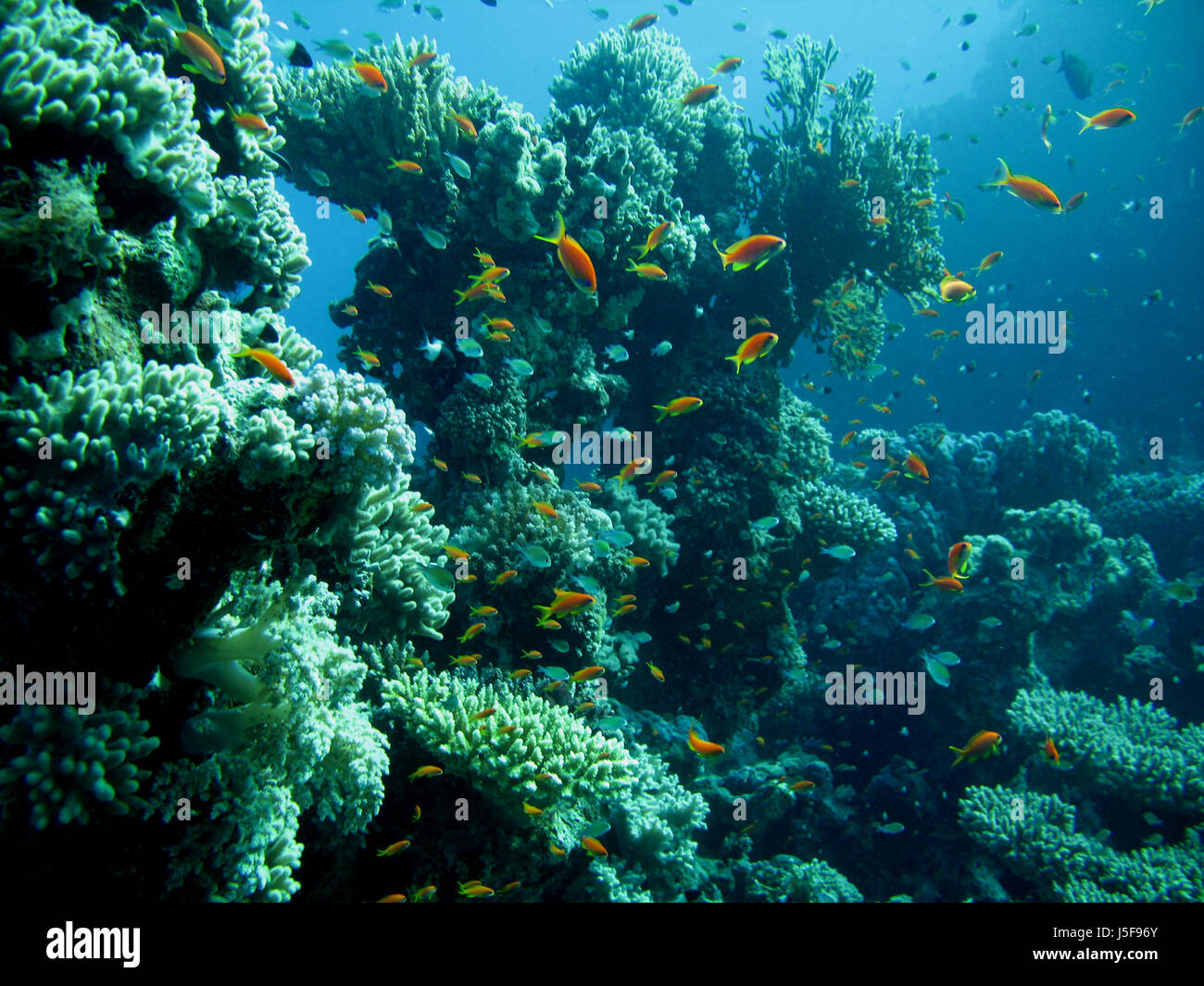 blue waves underwater egypt dive pisces reefs salt water sea ocean ...
