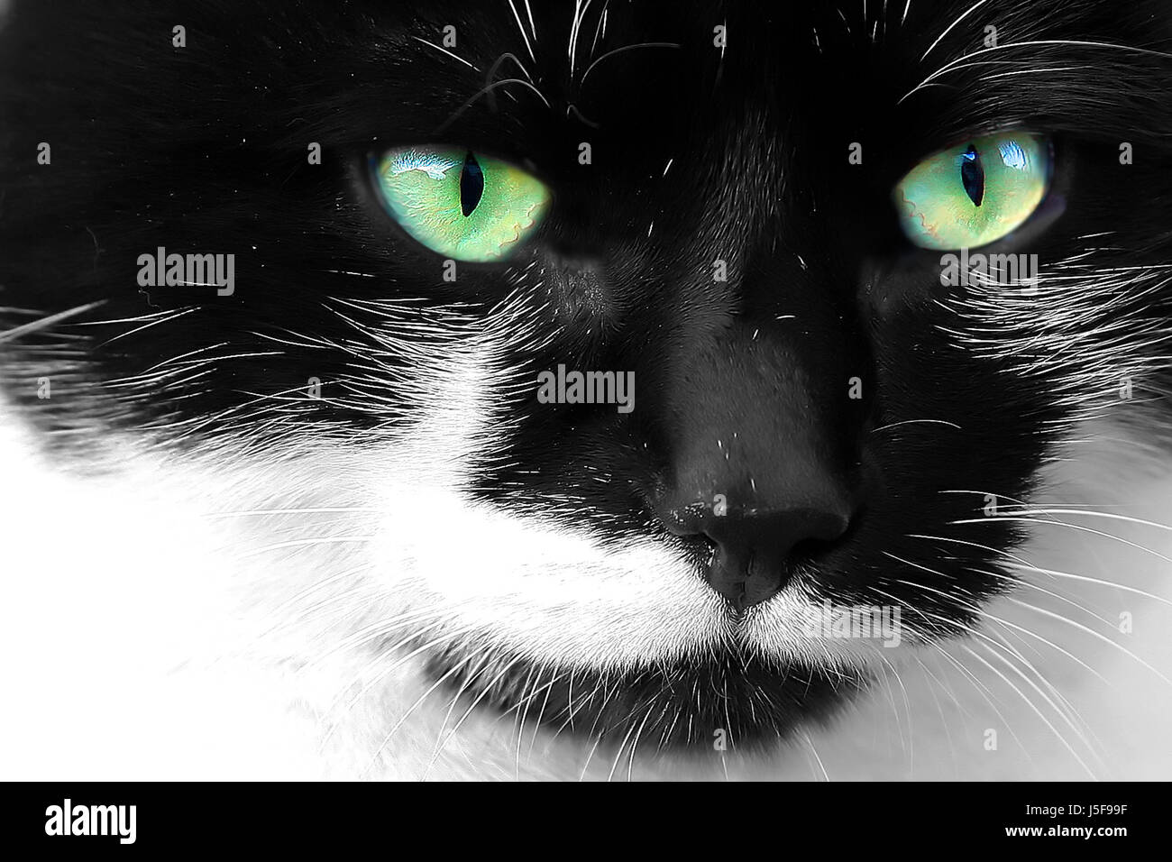 pets look glancing see view looking peeking looking at cat eyes cat ...