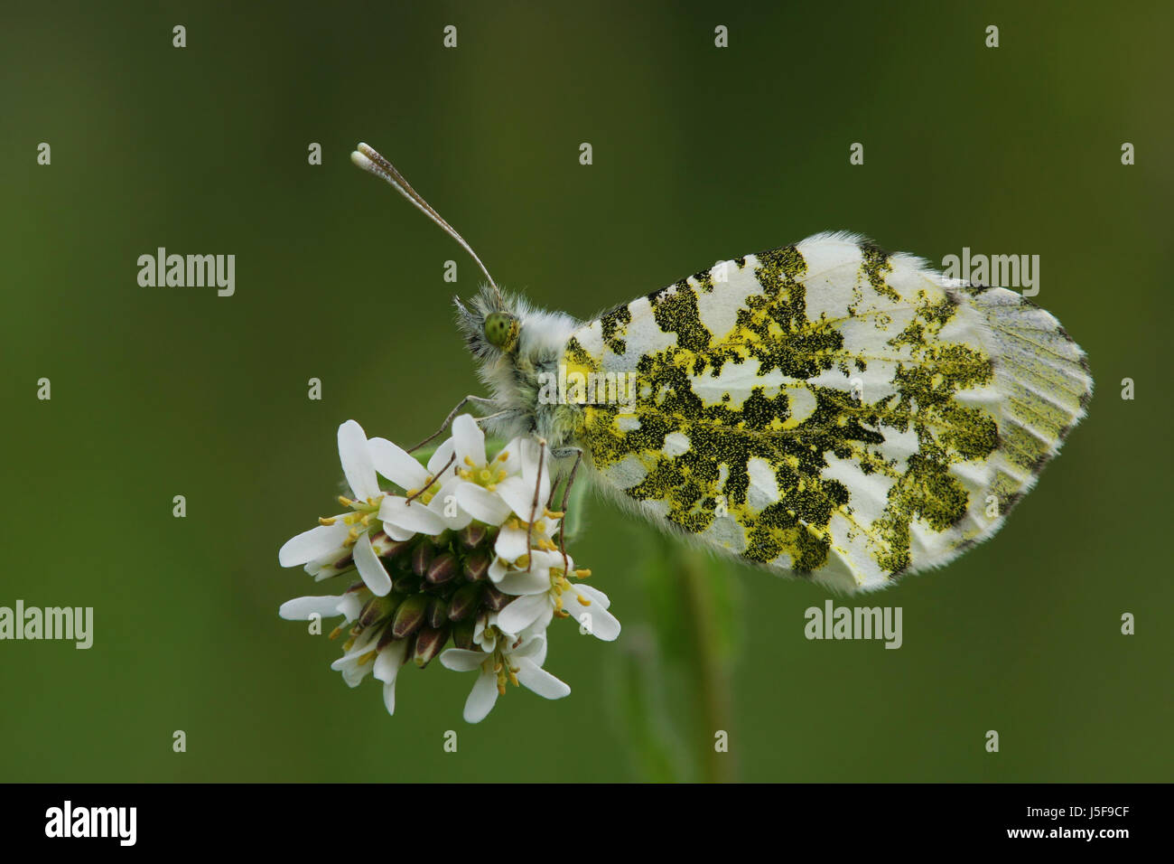 colour butterfly wing moth antenna butterflies put sitting sit albino ...