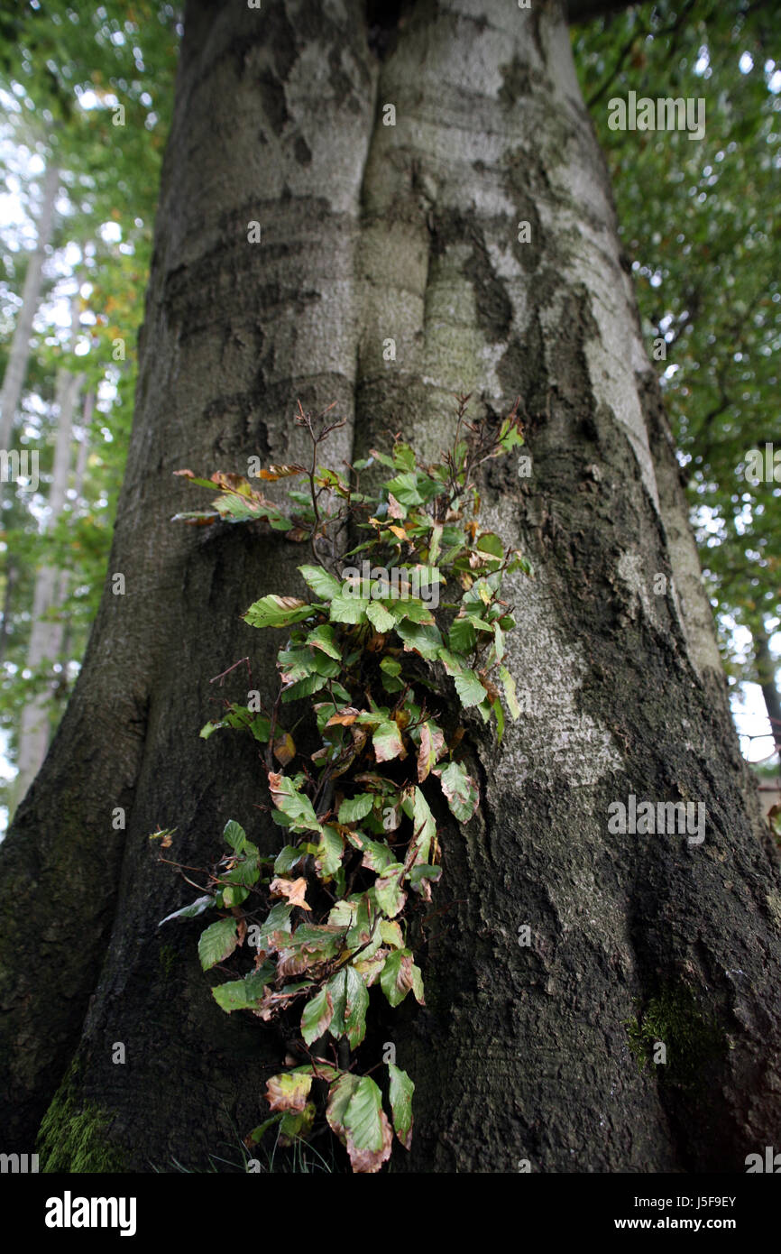 big large enormous extreme powerful imposing immense relevant tree ...