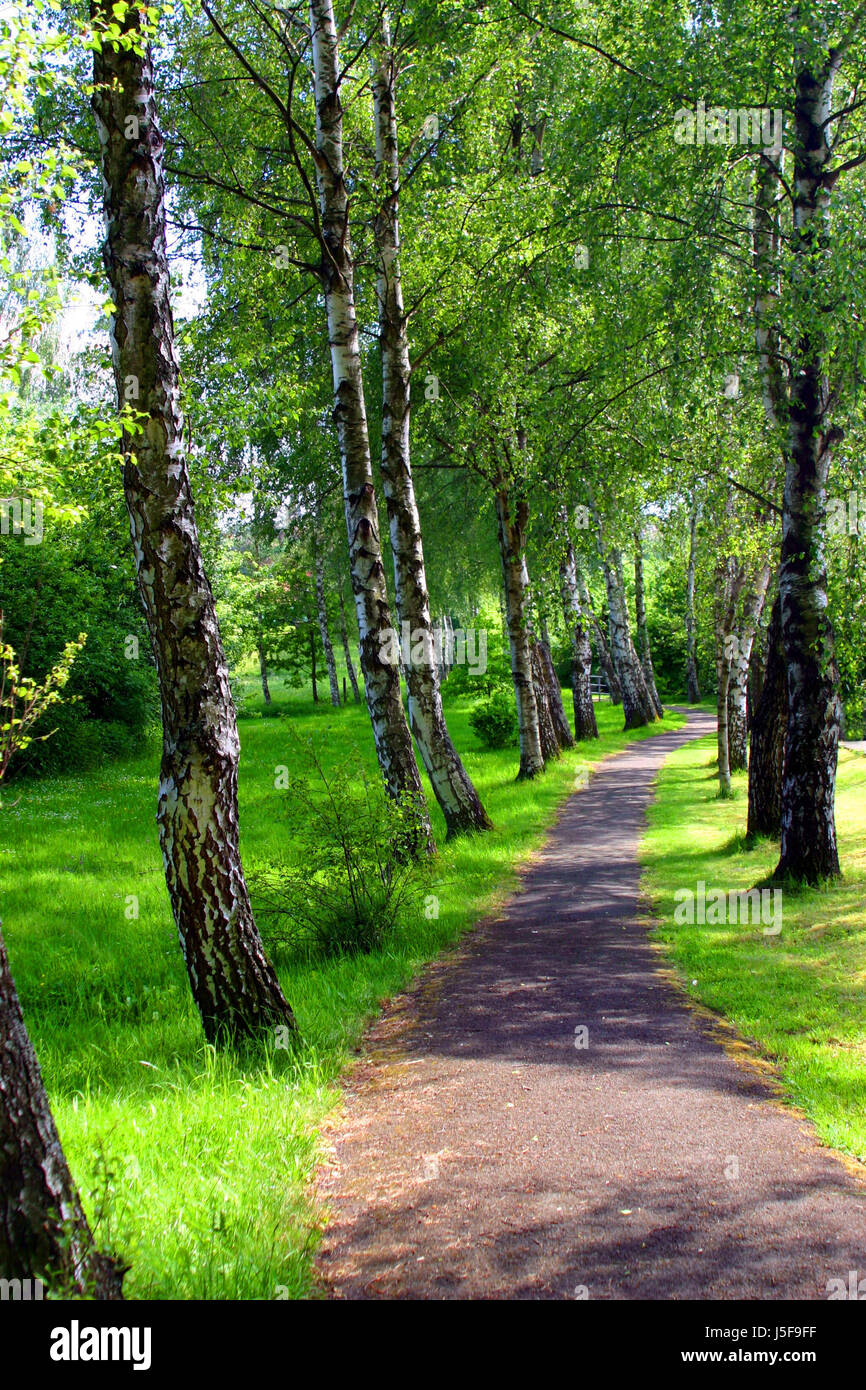 tree park summer summerly birch birch leaves path way meadow spazierweg ...