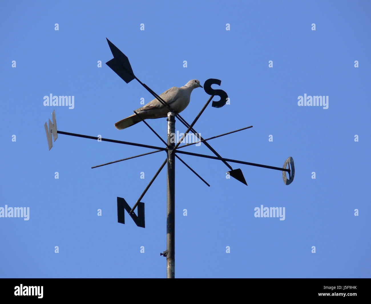 wanderlust pigeon nostalgia point of the compass wind rose firmament ...
