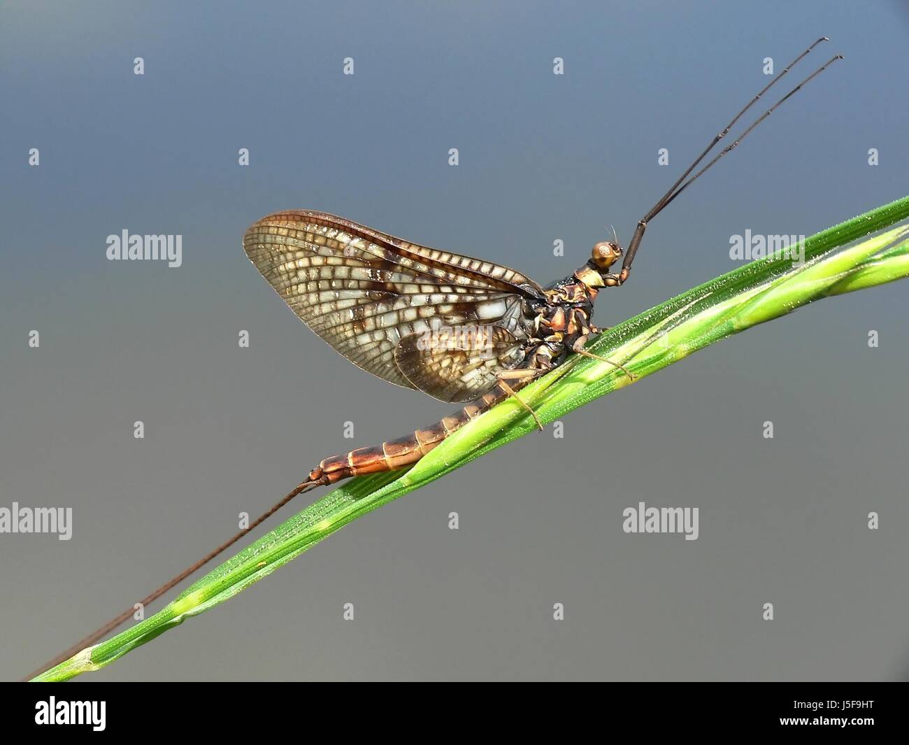 Mayfly head hi-res stock photography and images - Alamy