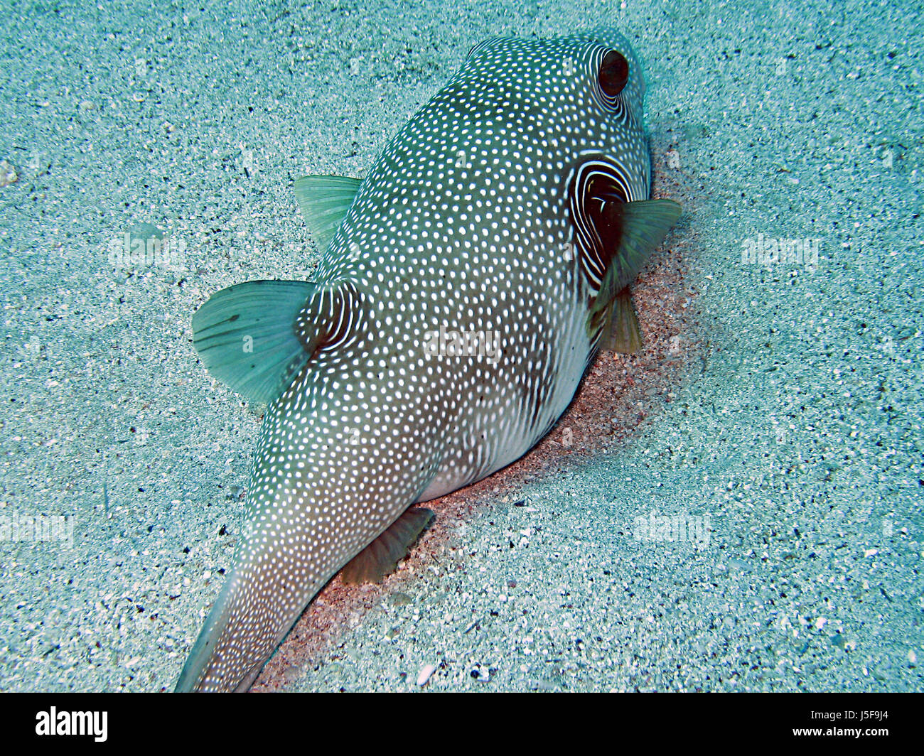 blue waves underwater egypt dive pisces reefs salt water sea ocean ...
