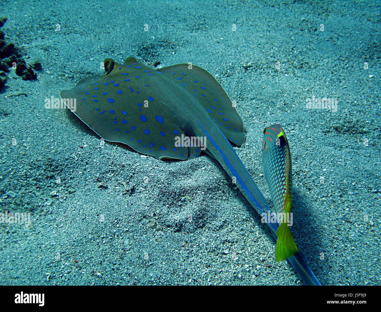 blue waves underwater egypt dive pisces skate dot reefs stingray salt ...