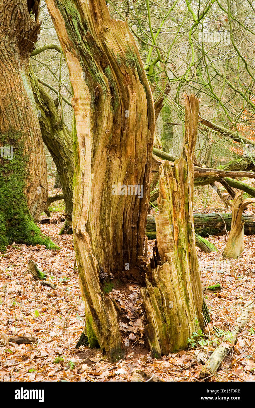 tree trees trunk virgin forest tribes branches branch Northern Germany ...