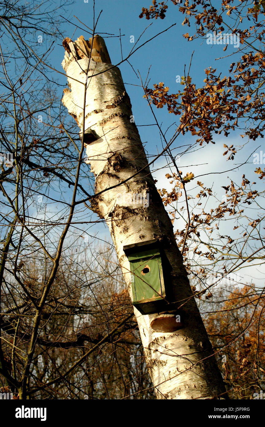 tree trees green trunk leaves bushes branches nest branch brood hang ...