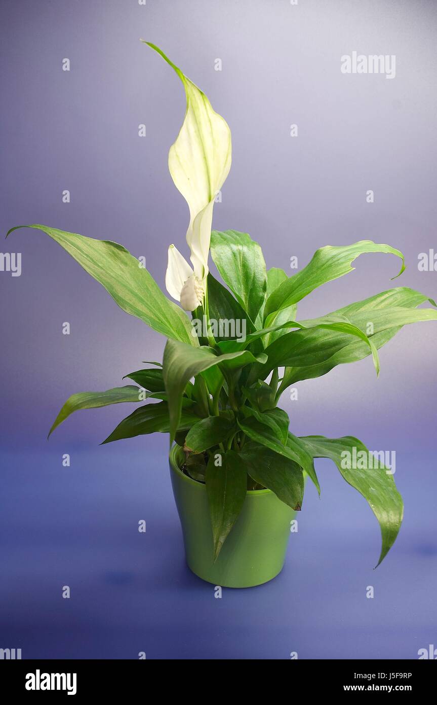 blue leaf flower plant green bloom blossom flourish flourishing blank ...