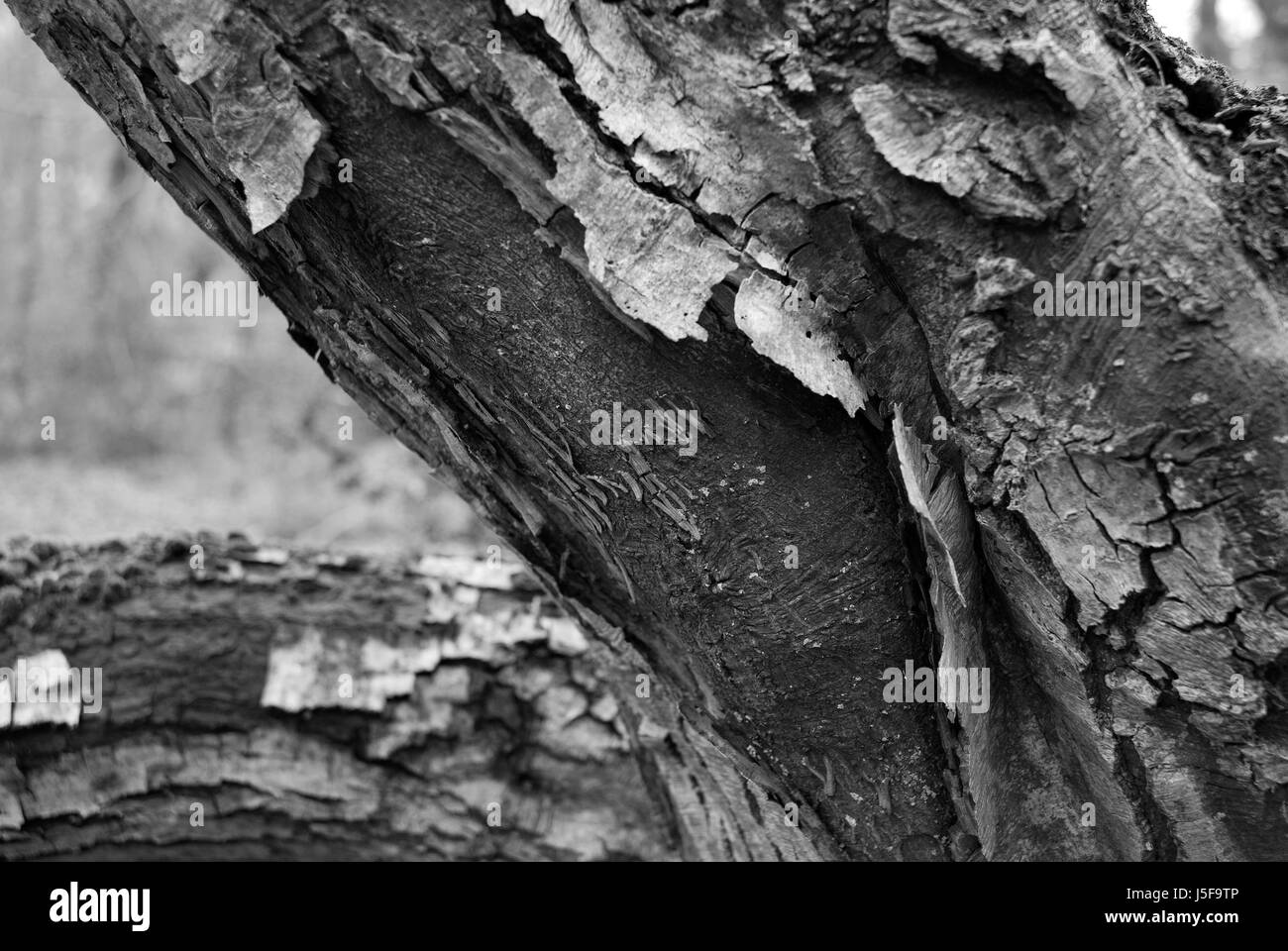 tree trees trunk virgin forest bw branches branch bark Northern Germany ...