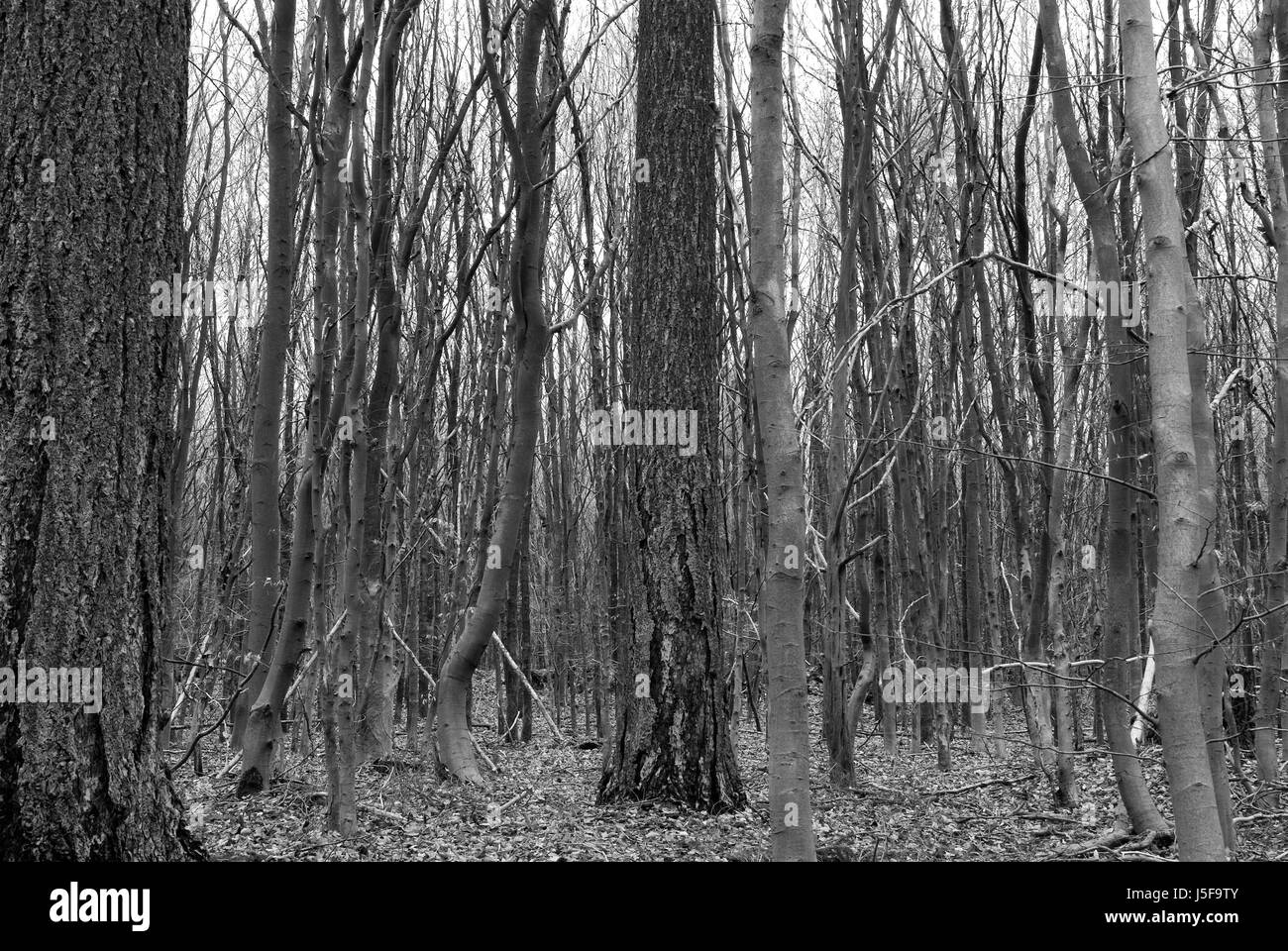 tree trees trunk virgin forest bw branches branch Northern Germany ...
