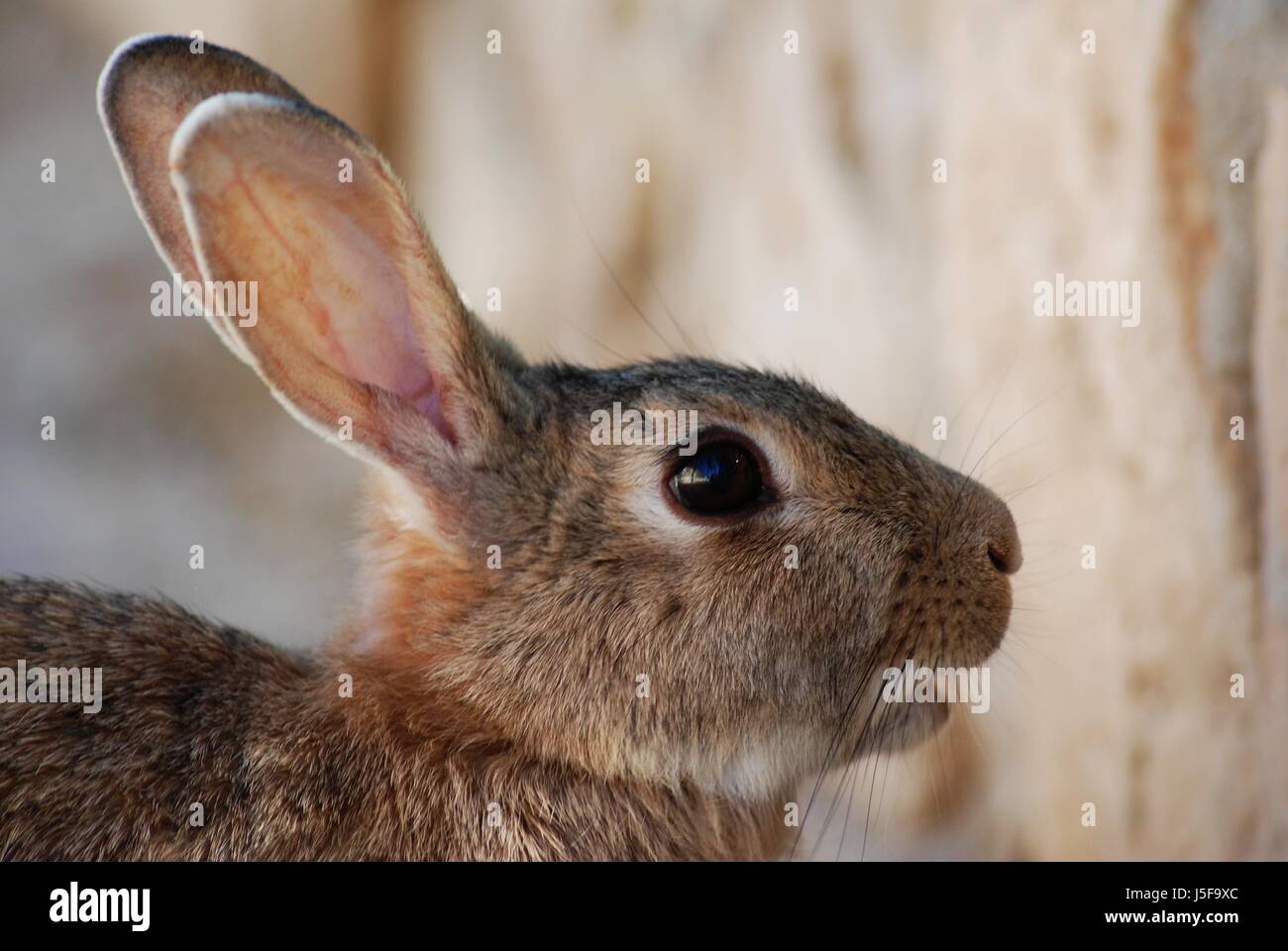 Animals with long ears hi-res stock photography and images - Alamy