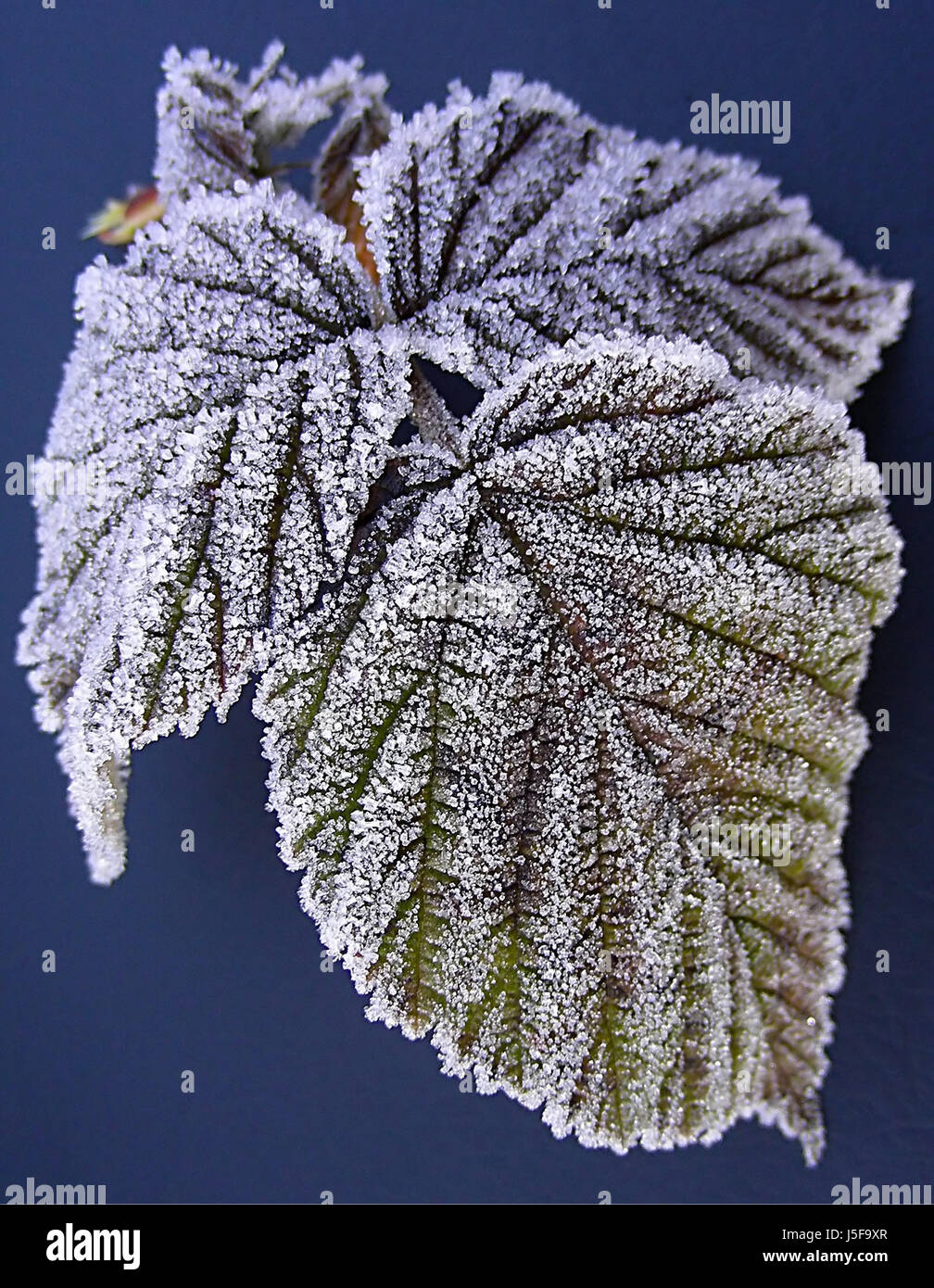 Frostklirrend hi-res stock photography and images - Alamy