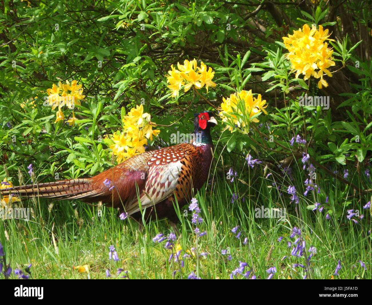 park bird curiosity birds look glancing see view looking peeking ...