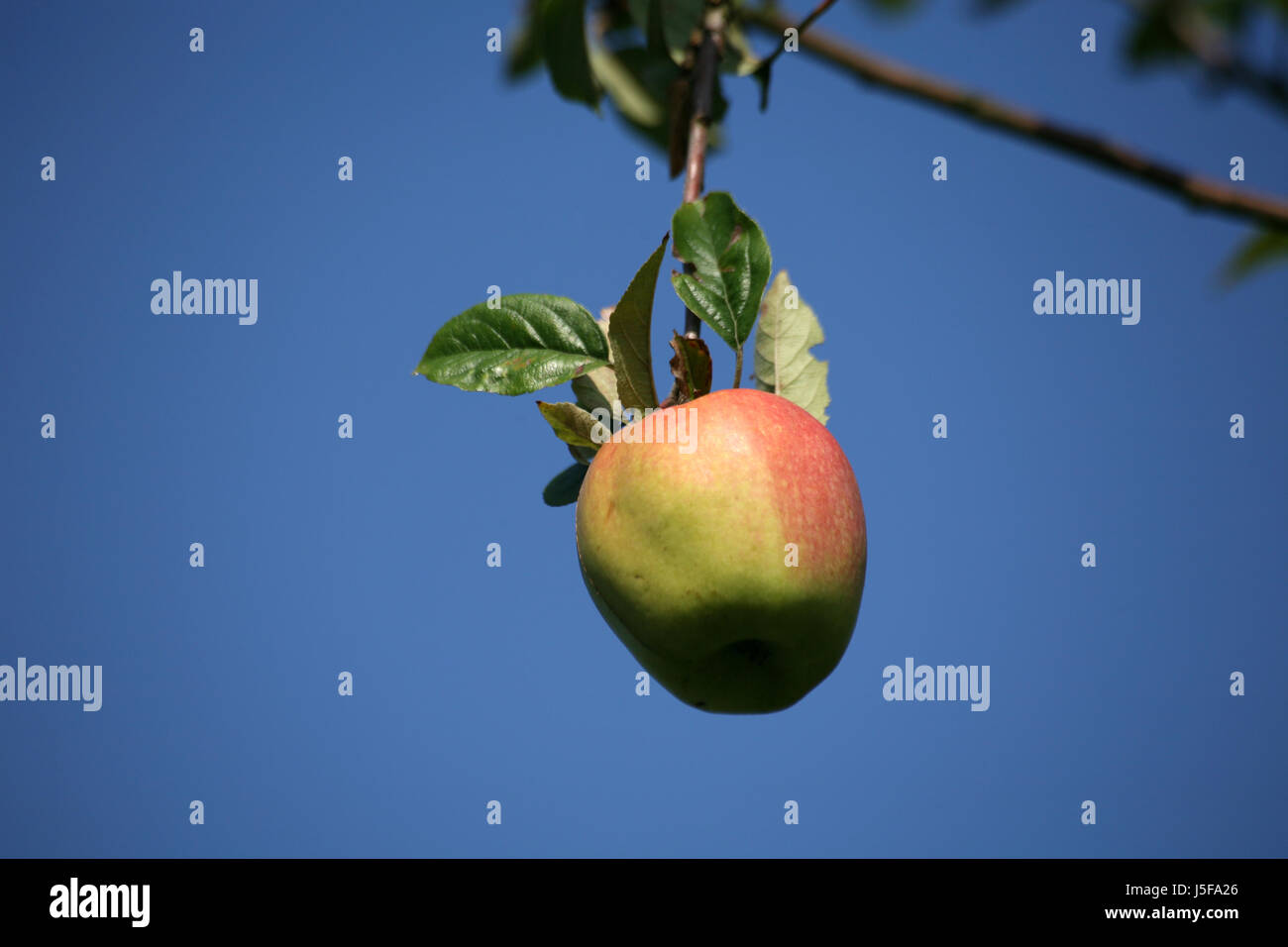 blue food aliment apple tree branch fruit apples apple dainty taste ...