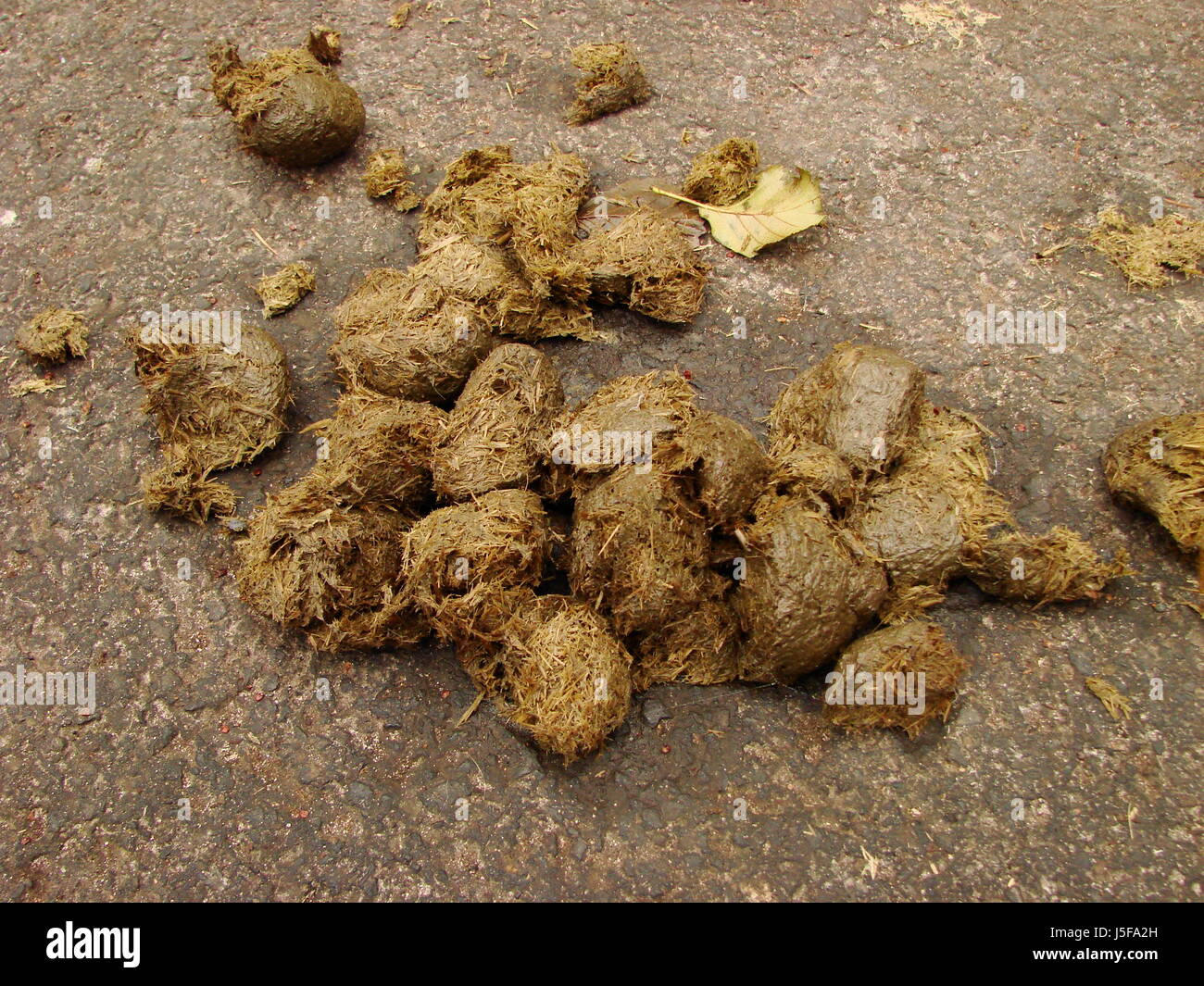shit muck excrement biological asphalt horse droppings fetid smelly ...