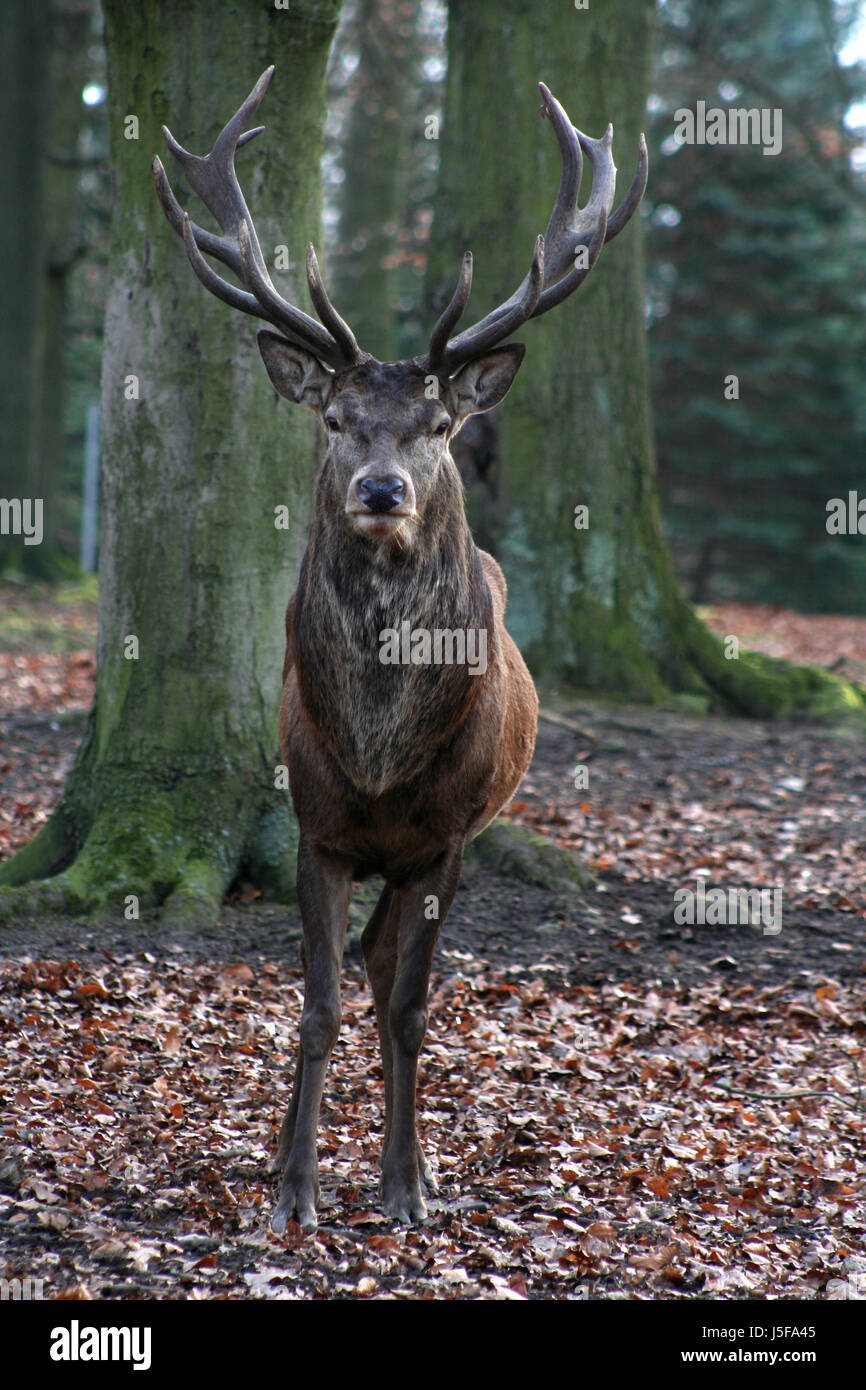 big large enormous extreme powerful imposing immense relevant tree ...
