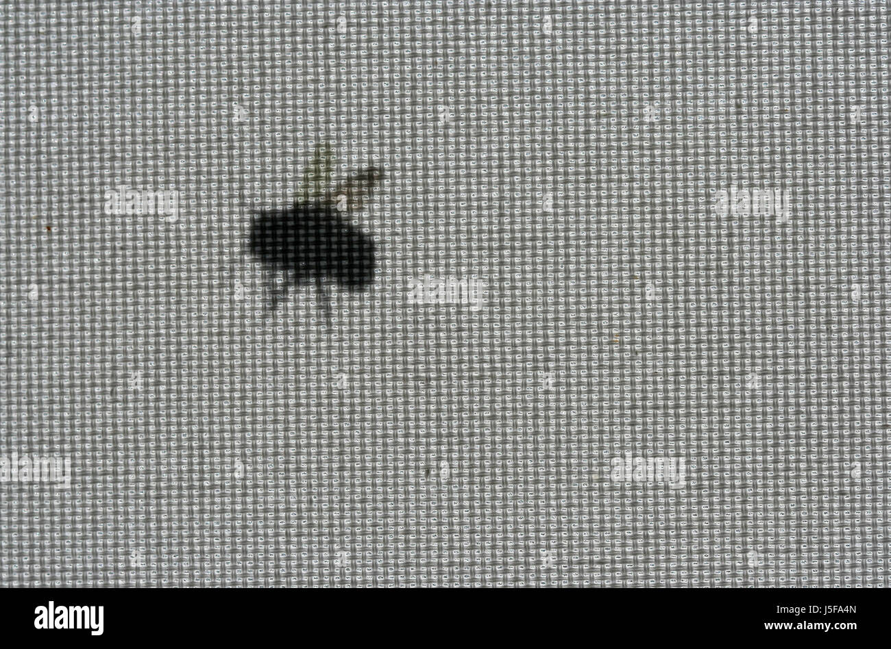 flight insect outlines fly wasp shine silhouette textile shadow play ...