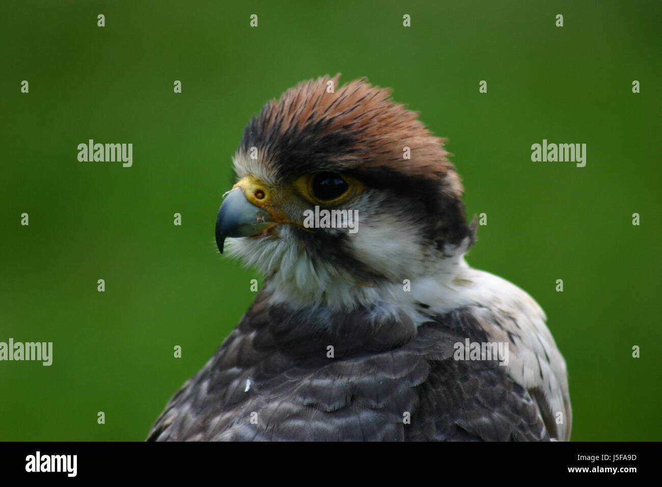 animal bird portrait eye organ watchful birds animal portrait eyes ...