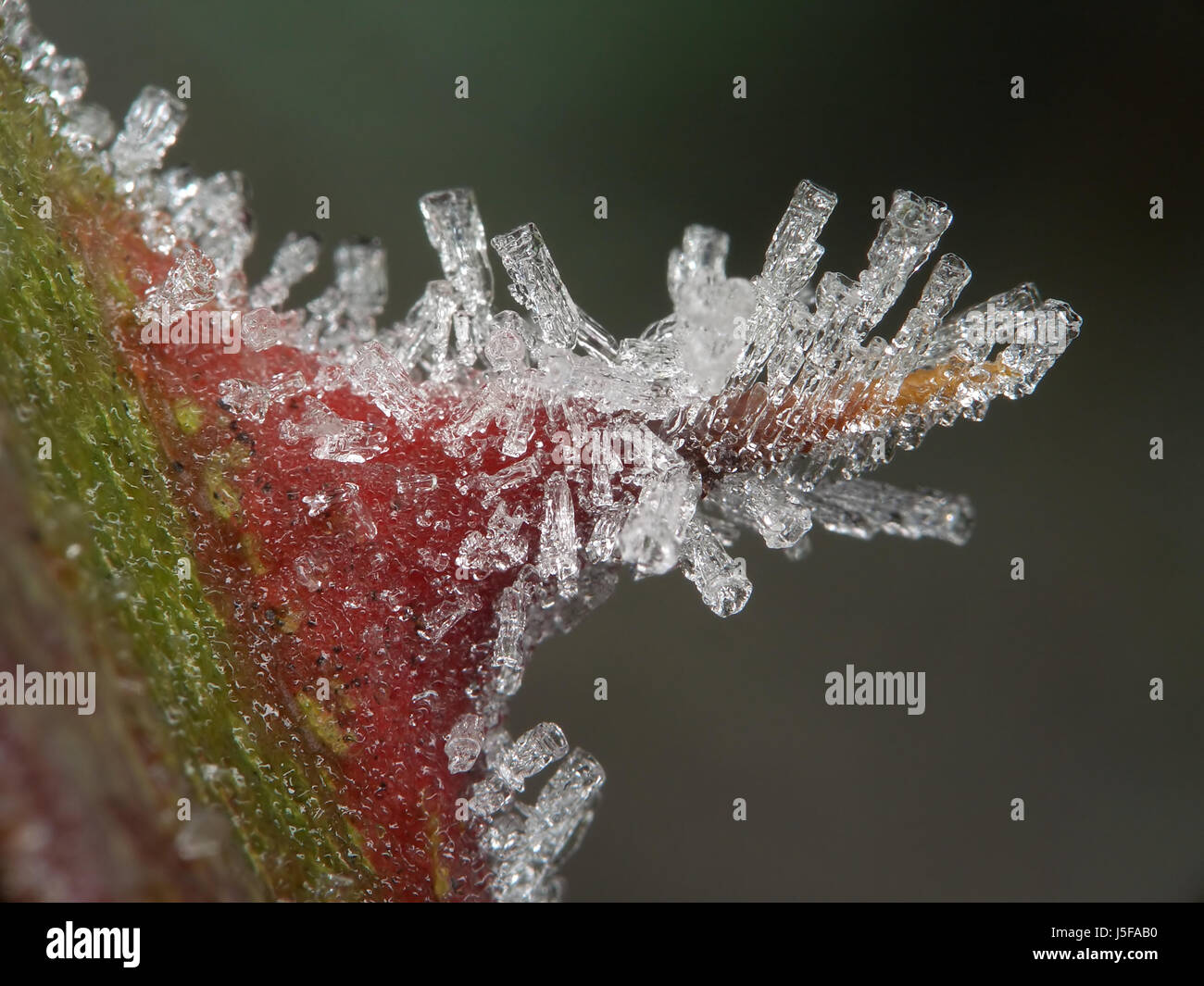 winter cold ice frost frozen hoarfrost sting plant blackberry ...