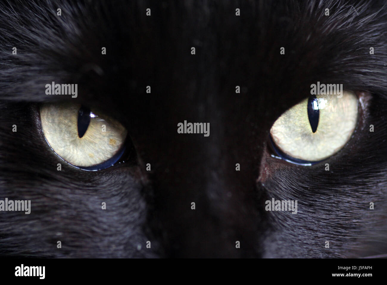 pet curiosity eye organ black swarthy jetblack deep black eyes cats ...