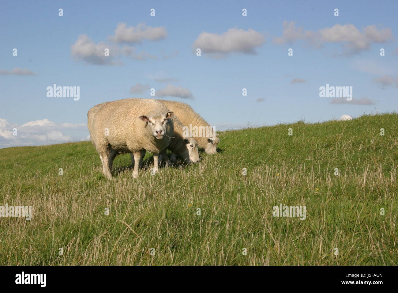 water north sea salt water sea ocean herd dike sheep (pl.) meadow shine ...