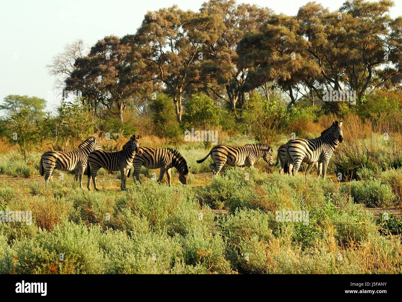 animal mammal wild africa kenya animals savannah striated zebra herd ...