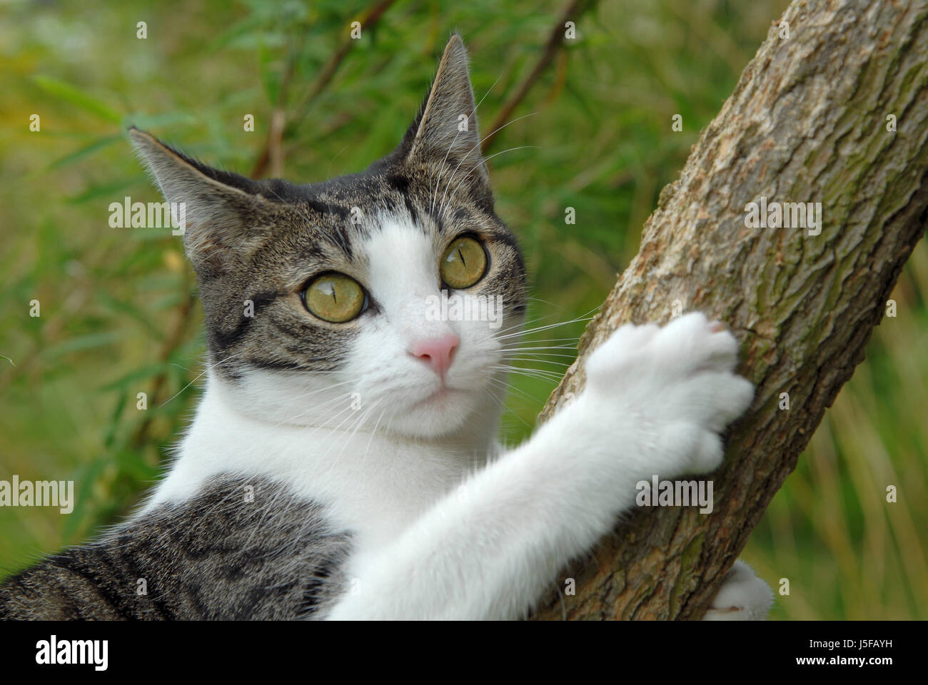 Mausi hi-res stock photography and images - Alamy