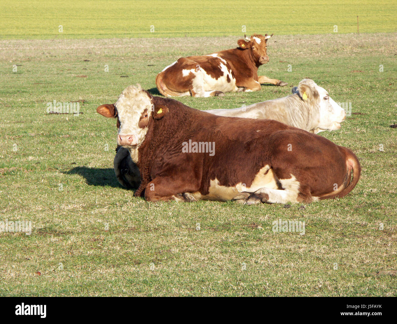 green brown brownish brunette bull agriculture farming lie lying lies ...