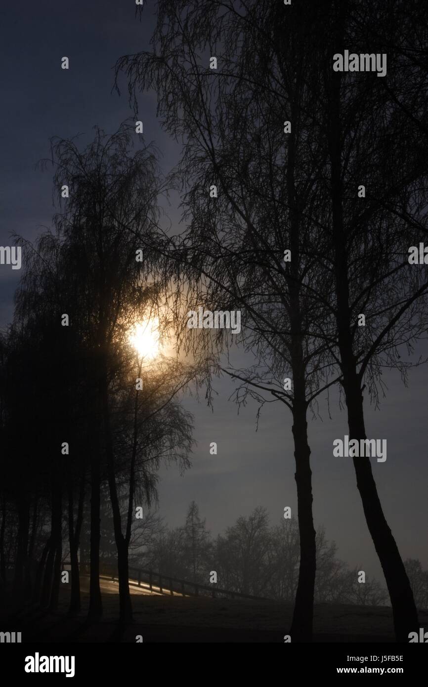 shine shines bright lucent light serene luminous tree trees night ...