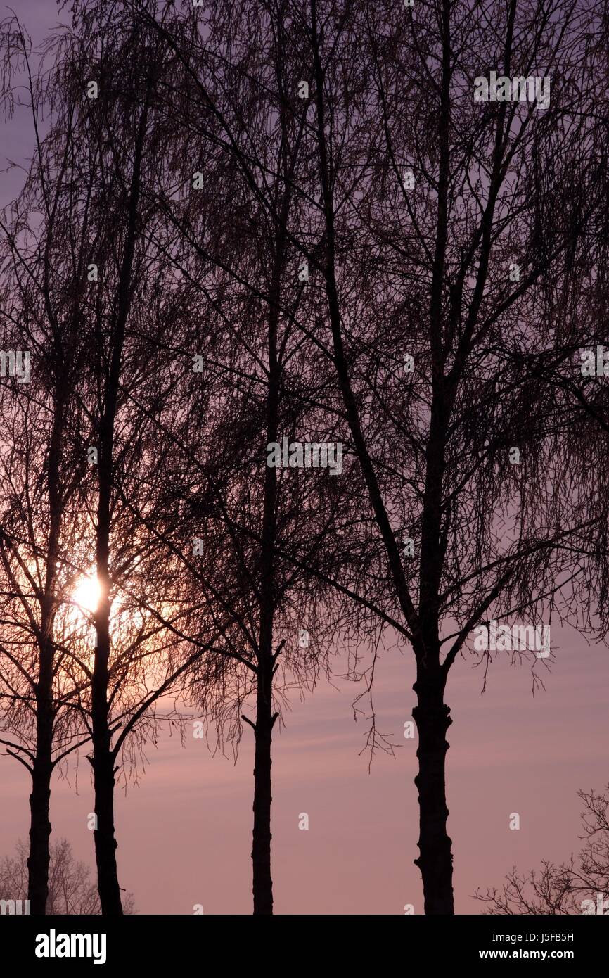 shine shines bright lucent light serene luminous tree trees night ...