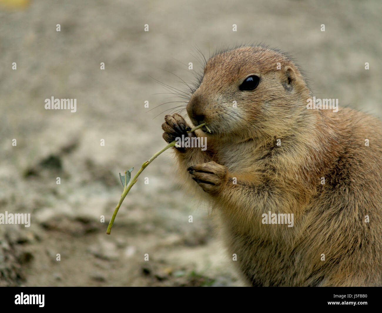 animal rodent fur skin mammals to gorge engulf devour zoological ...