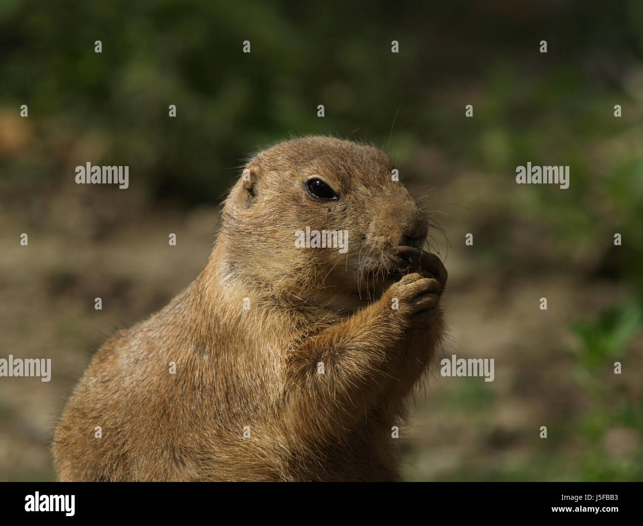 animal rodent fur skin mammals to gorge engulf devour zoological ...