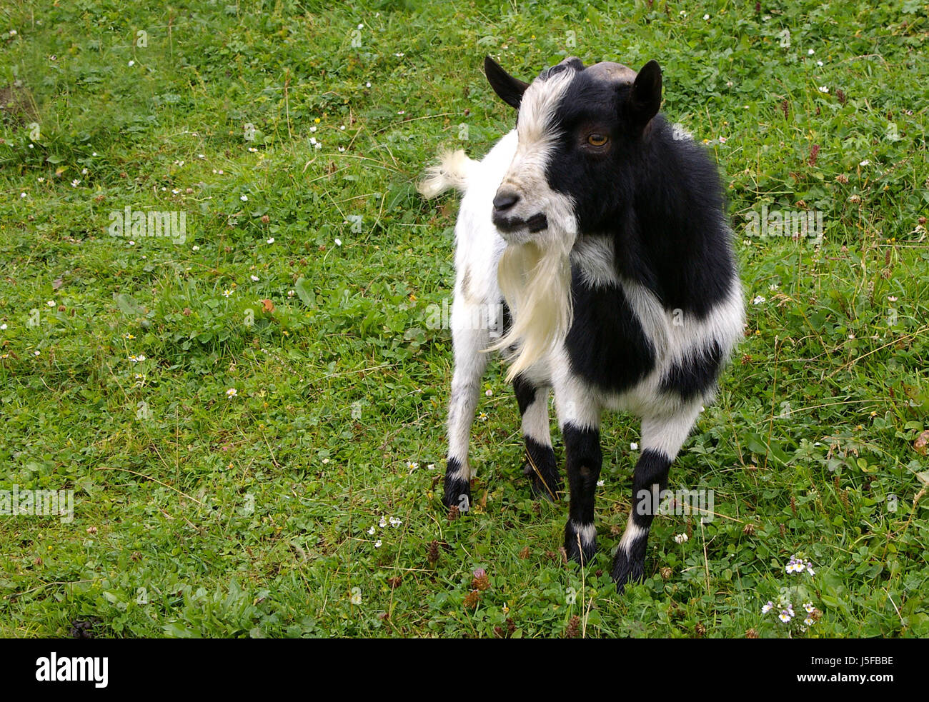 Goats clover hi-res stock photography and images - Alamy