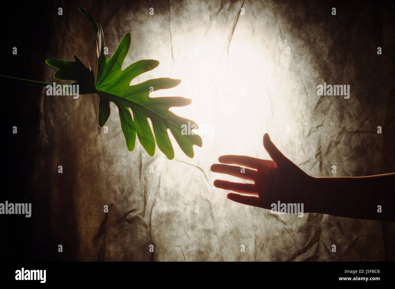 Abstract of hand reaching for foliage Stock Photo - Alamy