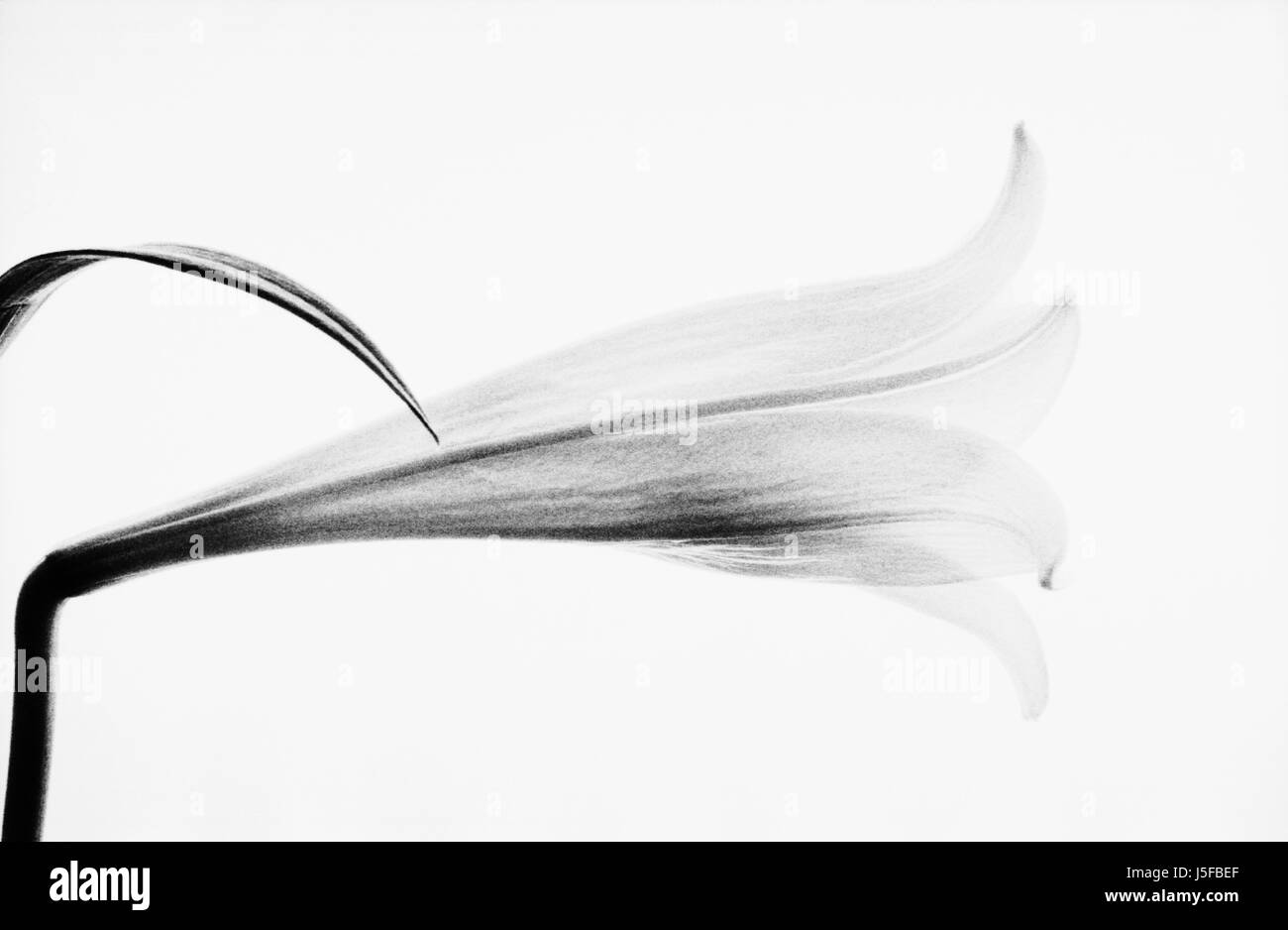 Side view from garden Black and White Stock Photos & Images - Alamy