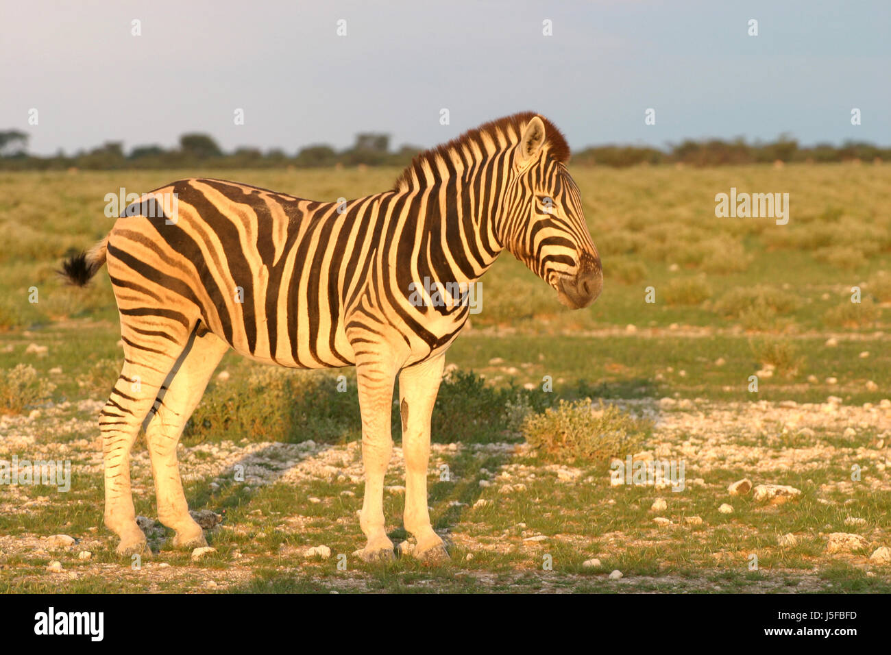 animal mammal wild africa animals namibia black swarthy jetblack deep ...