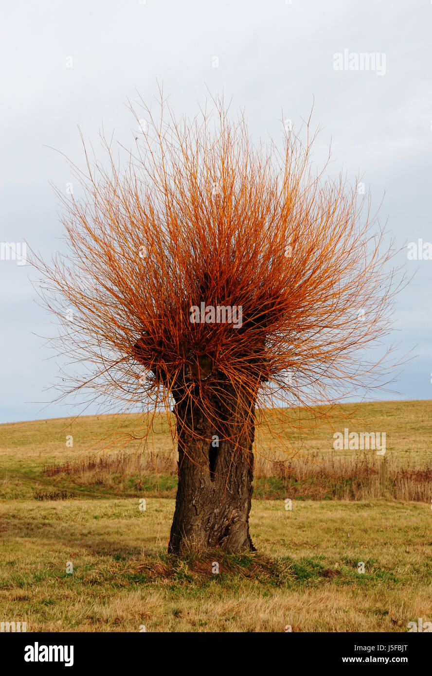 tree new branches growth resurrection plant nature old willow ...