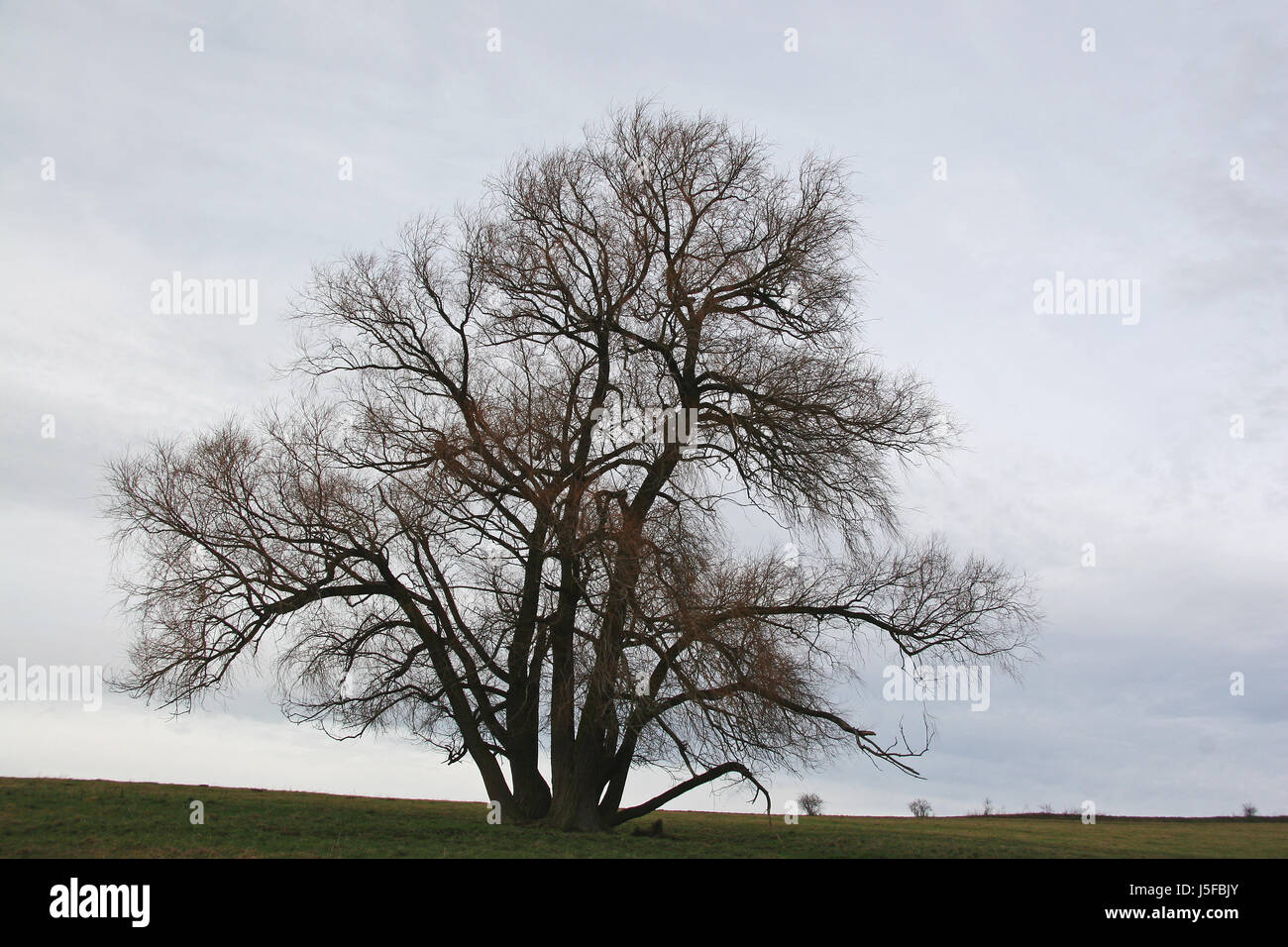 Ramified hi-res stock photography and images - Alamy