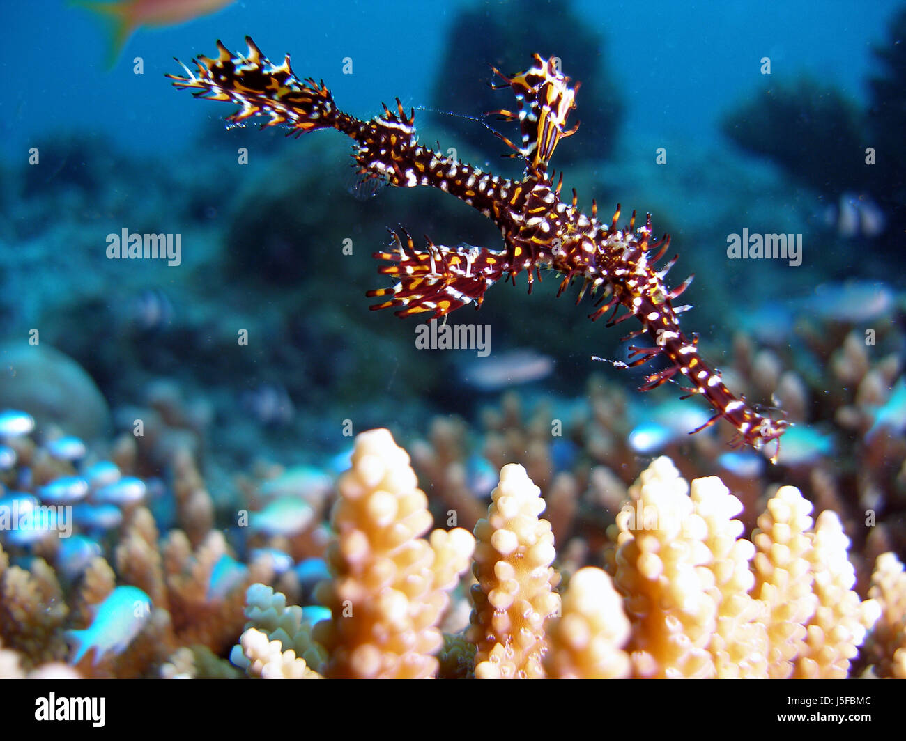 Villivaru hi-res stock photography and images - Alamy