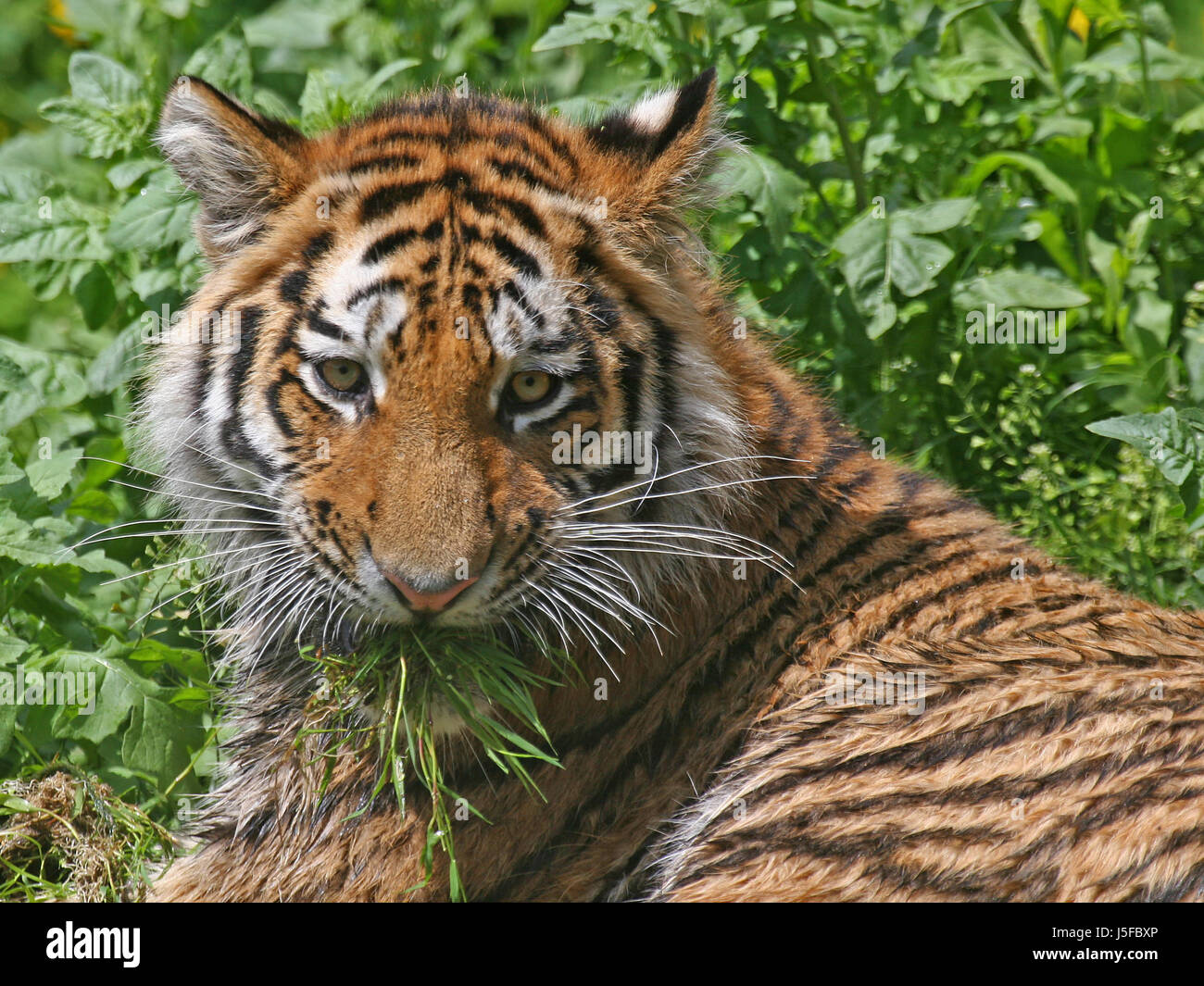 hunger big cat feline predator cat tiger skin predator to gorge engulf ...