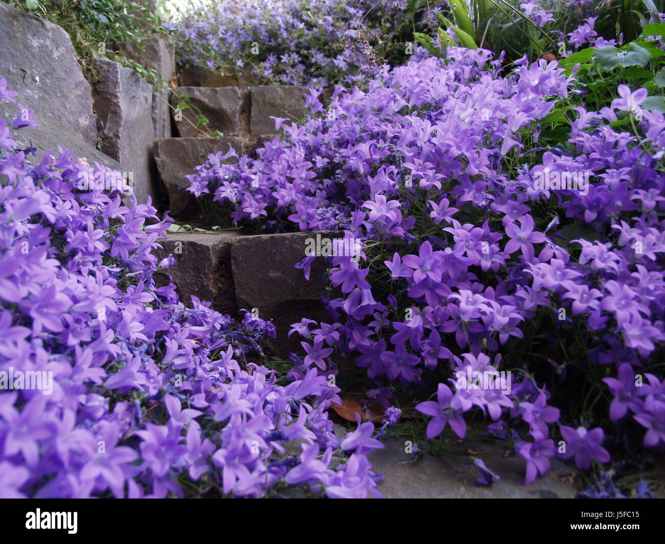 stairs garden flower flowers plant plaster gardens bellflower basalt ...