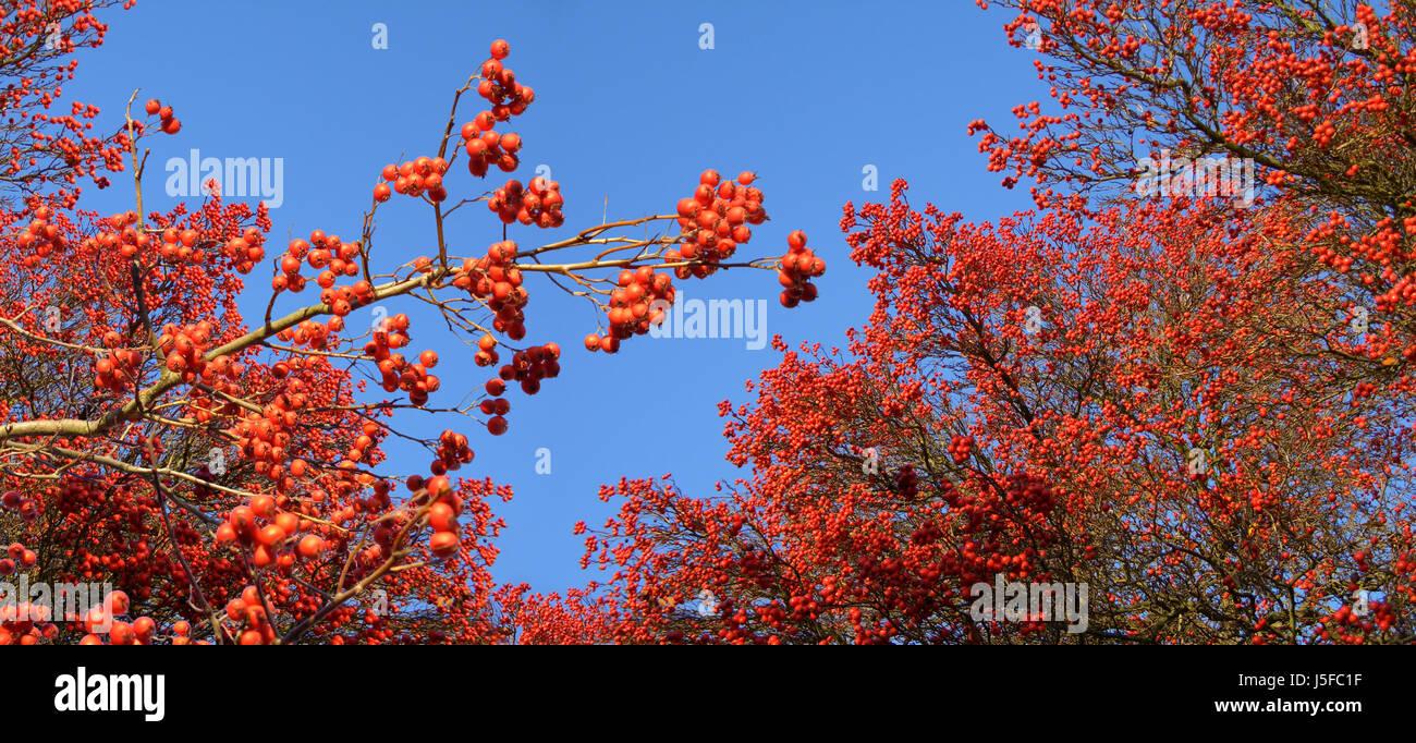 blue tree winter berry cockspur red plant nature crataegus weissdorn ...