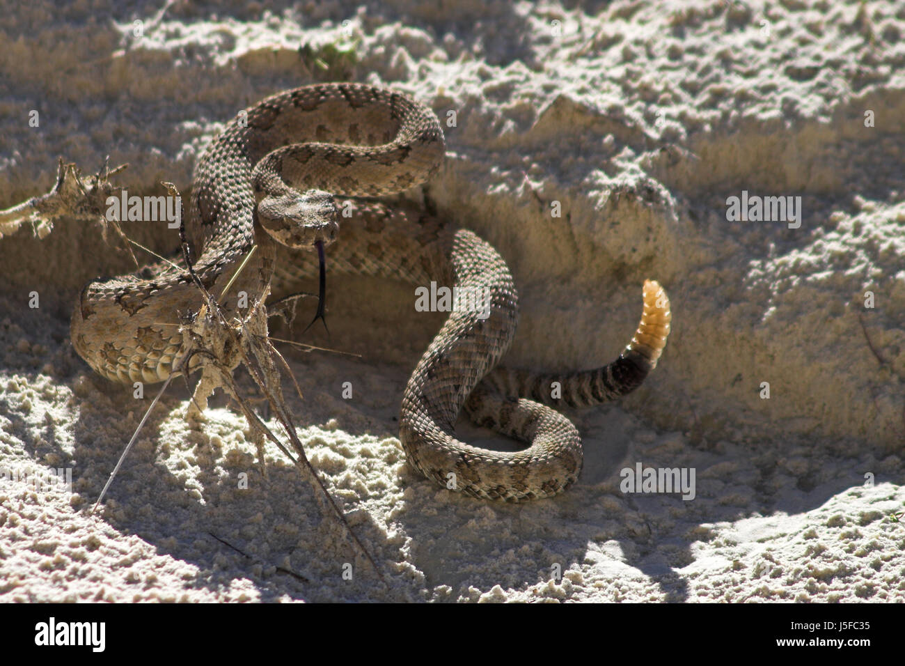 animal reptile wild usa america wildlife frowningly menacing snake ...