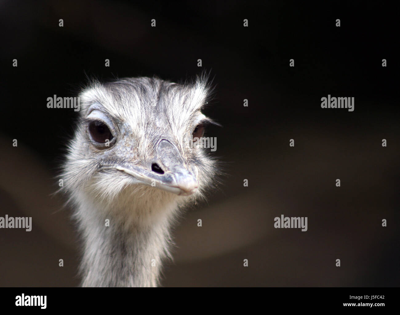 bird curiosity curious nosey nosy birds eyes witty look glancing see ...