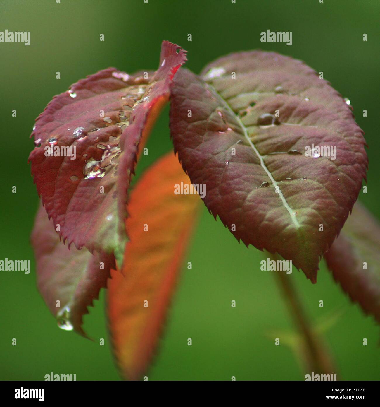 leaf flower rose plant green leaves coloured colourful gorgeous ...