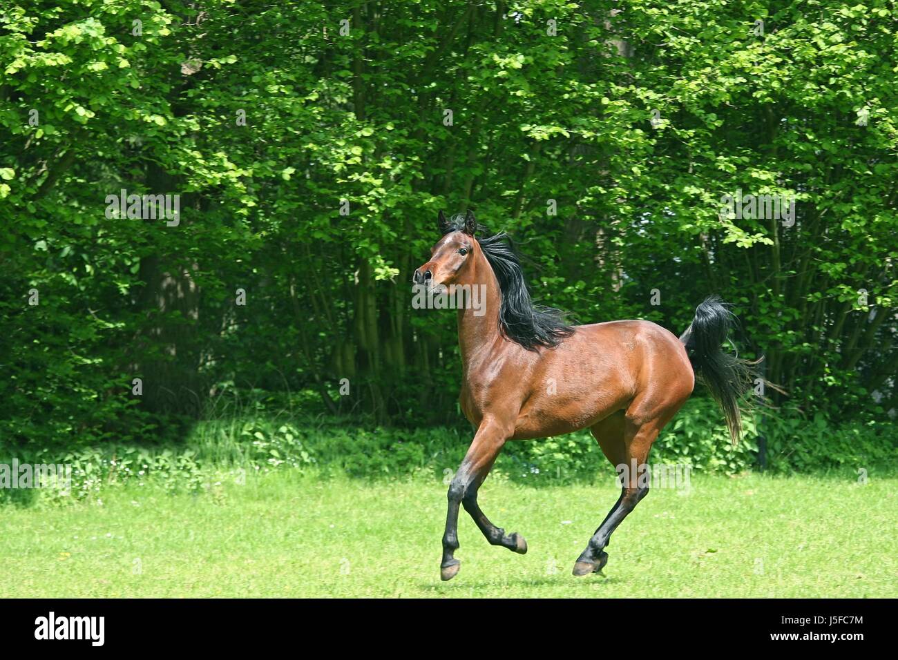 horse,sunrise,horses,gallop,counter-light,stallion,mare,in the morning ...