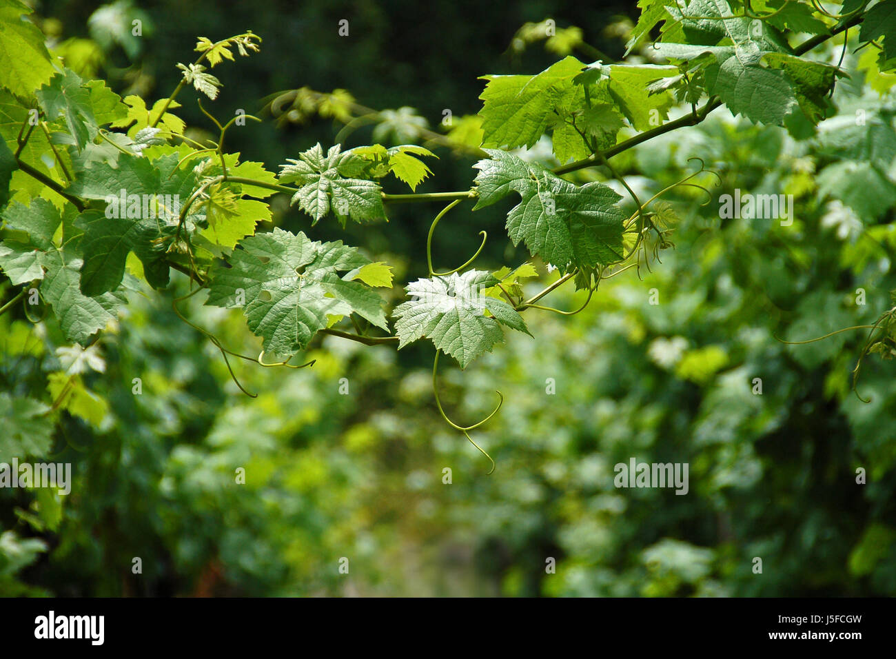 leaf green leaves summer summerly vintage vineyard vines spring vine ...