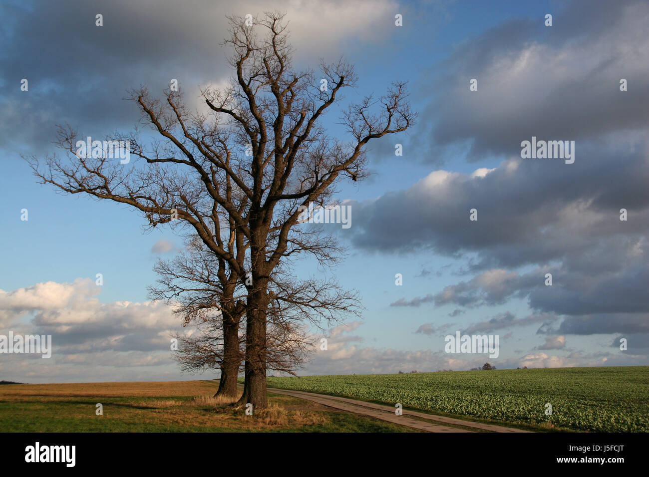 tree trees field oak calibrate meadow firmament sky scenery countryside ...