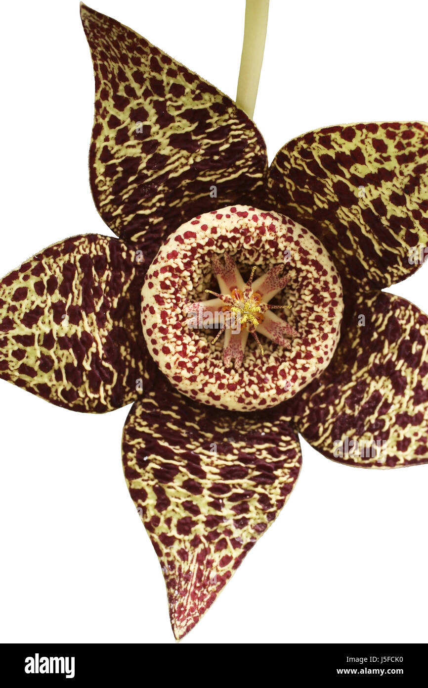 optional indoor plant stench stapelia variegata stapeliablte stapelia ...